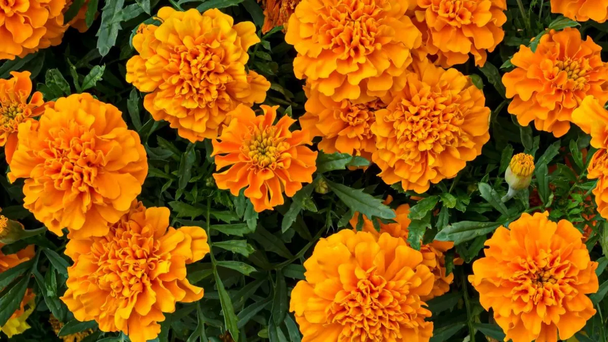 Zijn Je Afrikaantjes Vaste Planten En Zullen Ze Het Volgende Seizoen ...