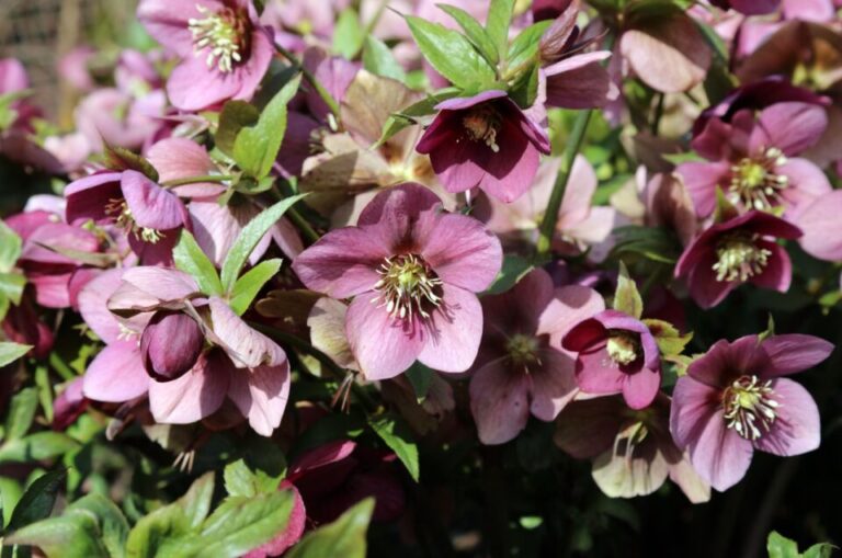 De 22 Mooiste Vaste Planten Met Bloemen Voor Elk Tuinontwerp